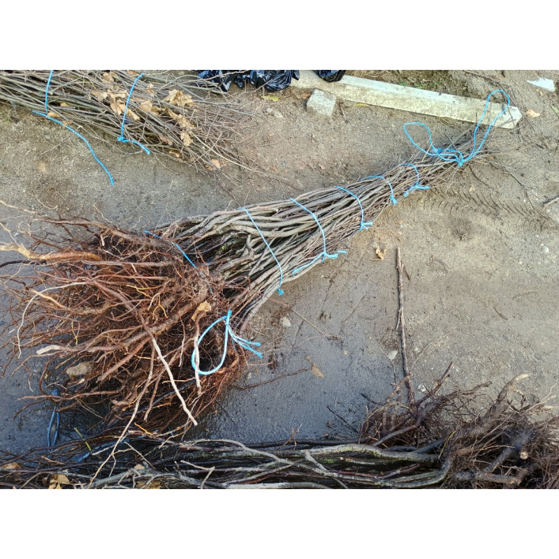 Castan comestibil selectionat (castanea sativa), 60-80 cm